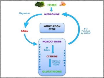 The Science-y Part of the Methylation Cycle - Govita Tech Limited